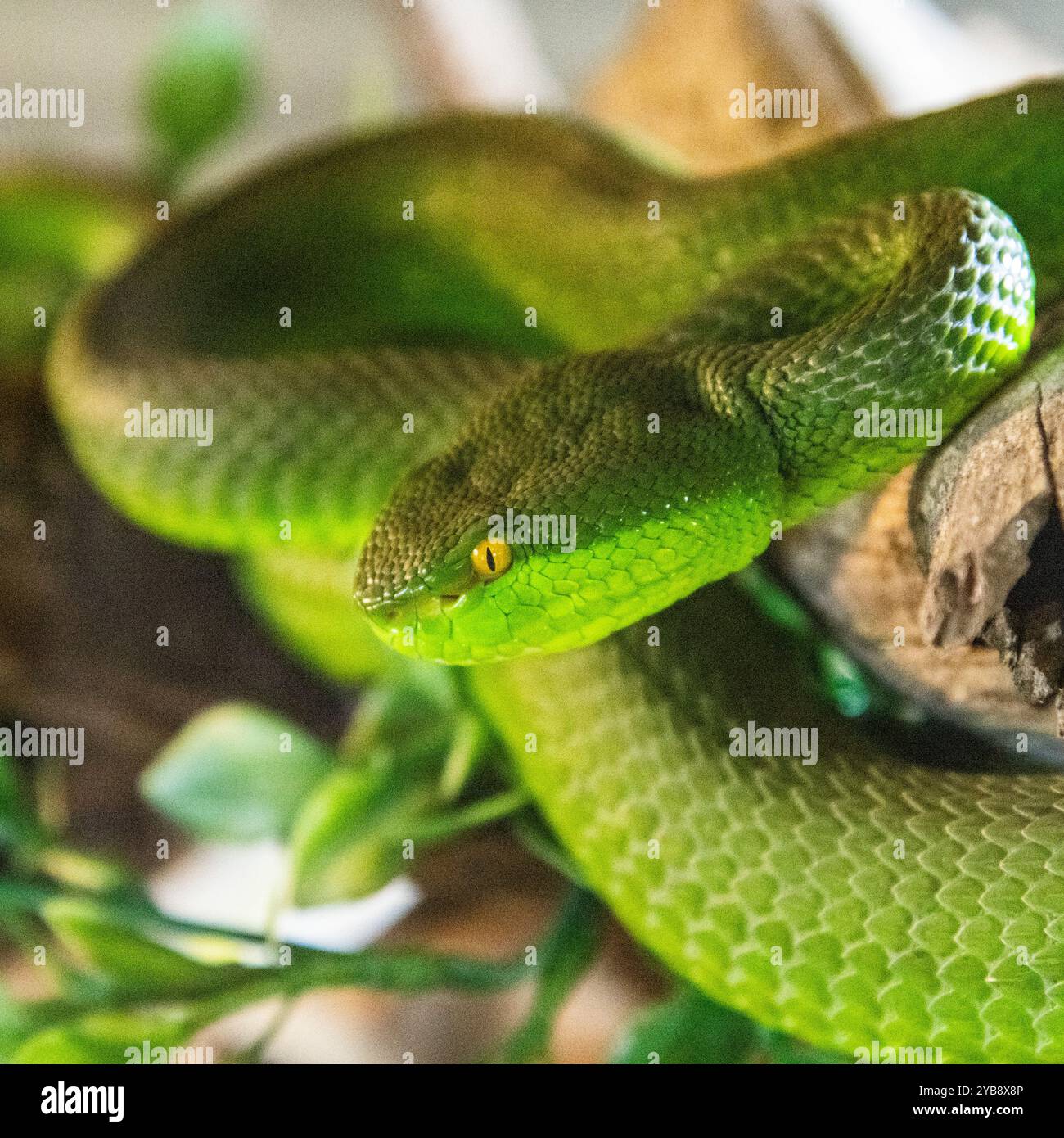 A green snake with yellow eyes wrapped around round a log in its ...