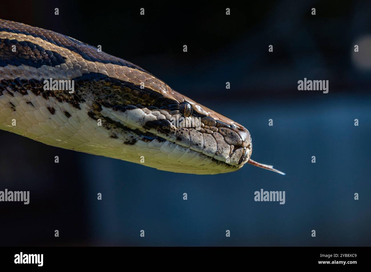 The head of a python with its tongue sticking out at the Lawnwood Snake ...