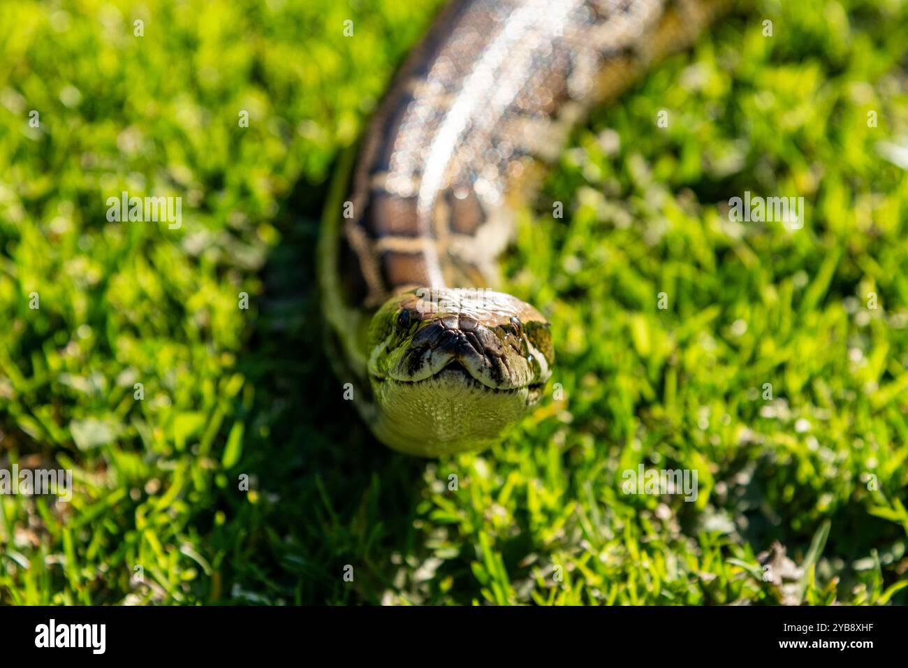 A python moving / slithering along a grass ground at the Lawnwood Snake ...