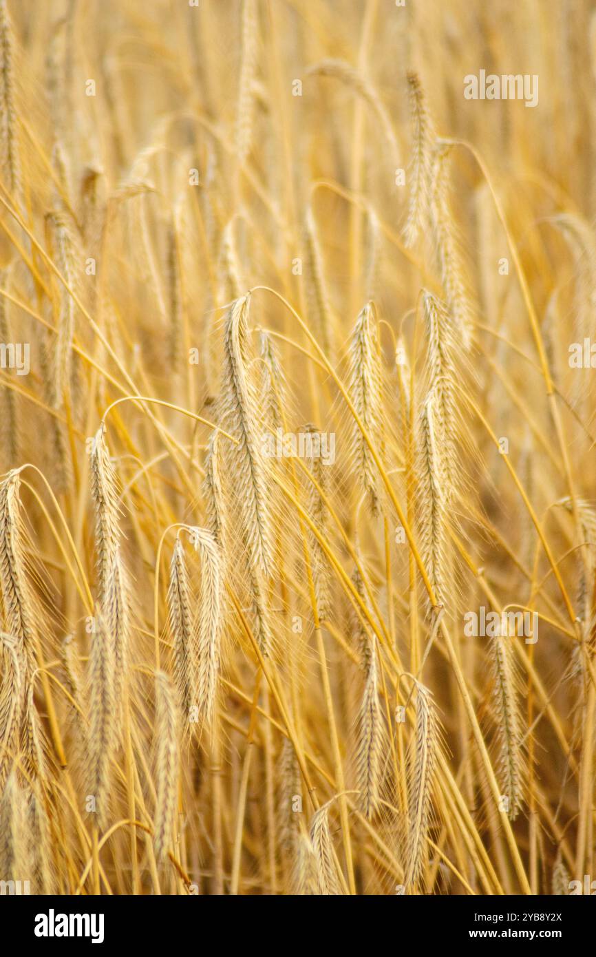 Wheat field in summer waiting the harvest. Ecology and climate change ...