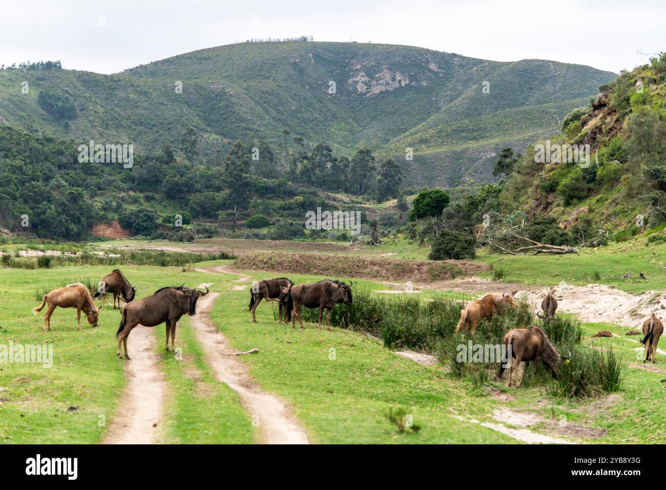 Wild wildebeest roaming and grazing during a horse riding safari at ...