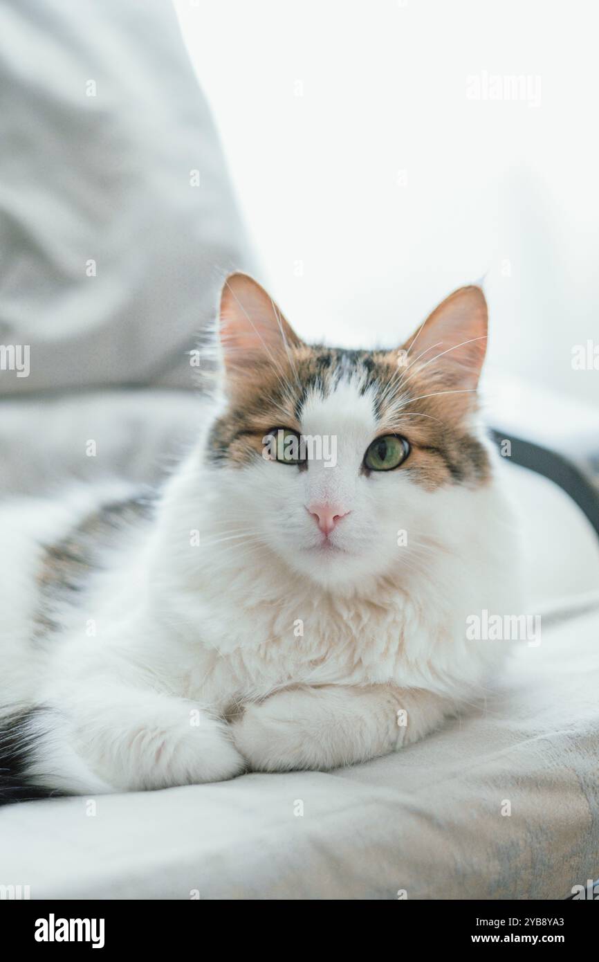 Independent demeanor hi-res stock photography and images - Alamy