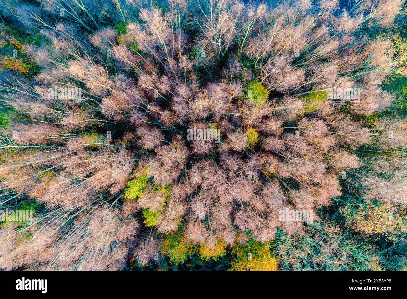Aerial flight overhead autumn tree hi-res stock photography and images ...