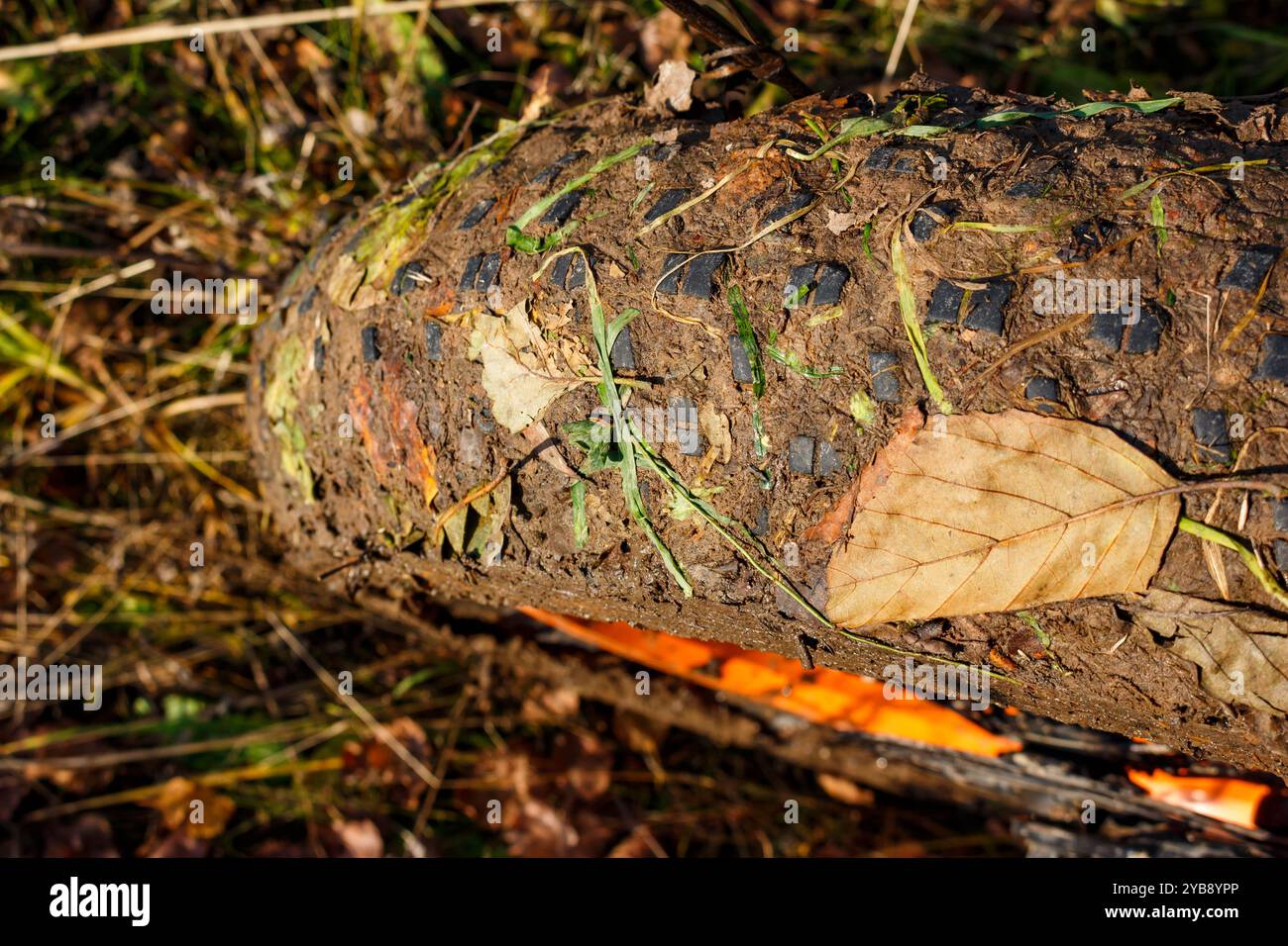 Fatbike tire tread clogged with mud and leaves after off-roading Stock ...