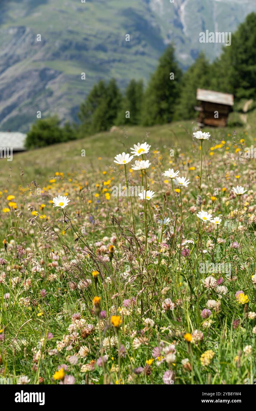 Stunning mix of vibrant wildflowers growing on a hillside in Zermatt ...