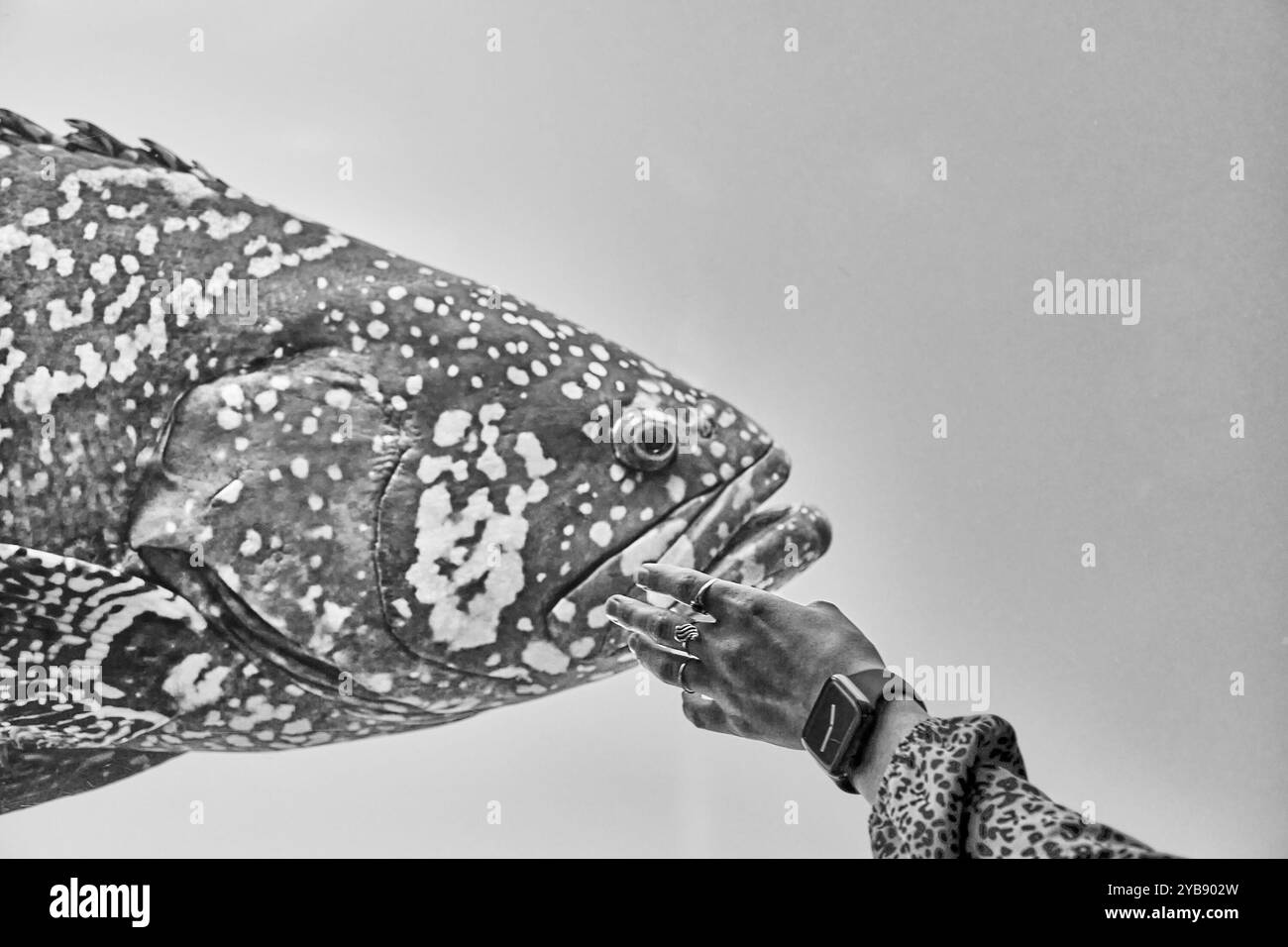 Womans hand reaching towards head of large fish with wide mouth and ...