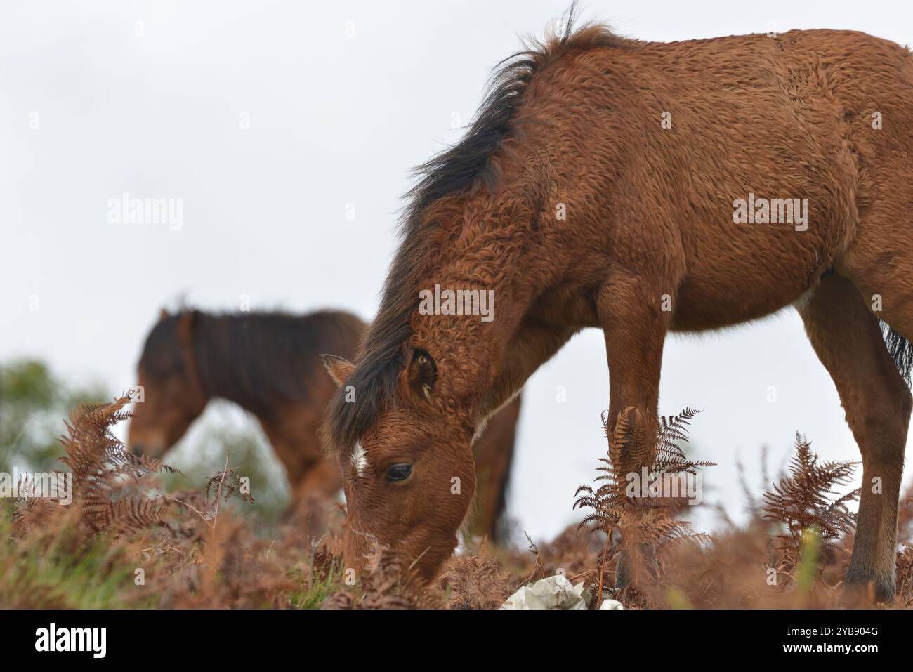 Garrano horse hi-res stock photography and images - Alamy