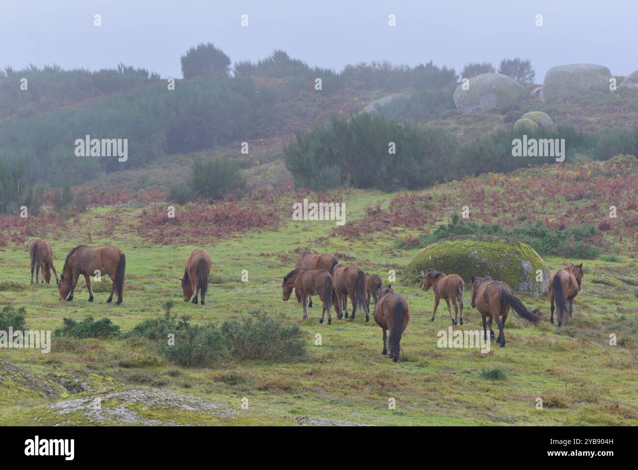 wild horses (Garrano) in north of Portugal Stock Photo - Alamy
