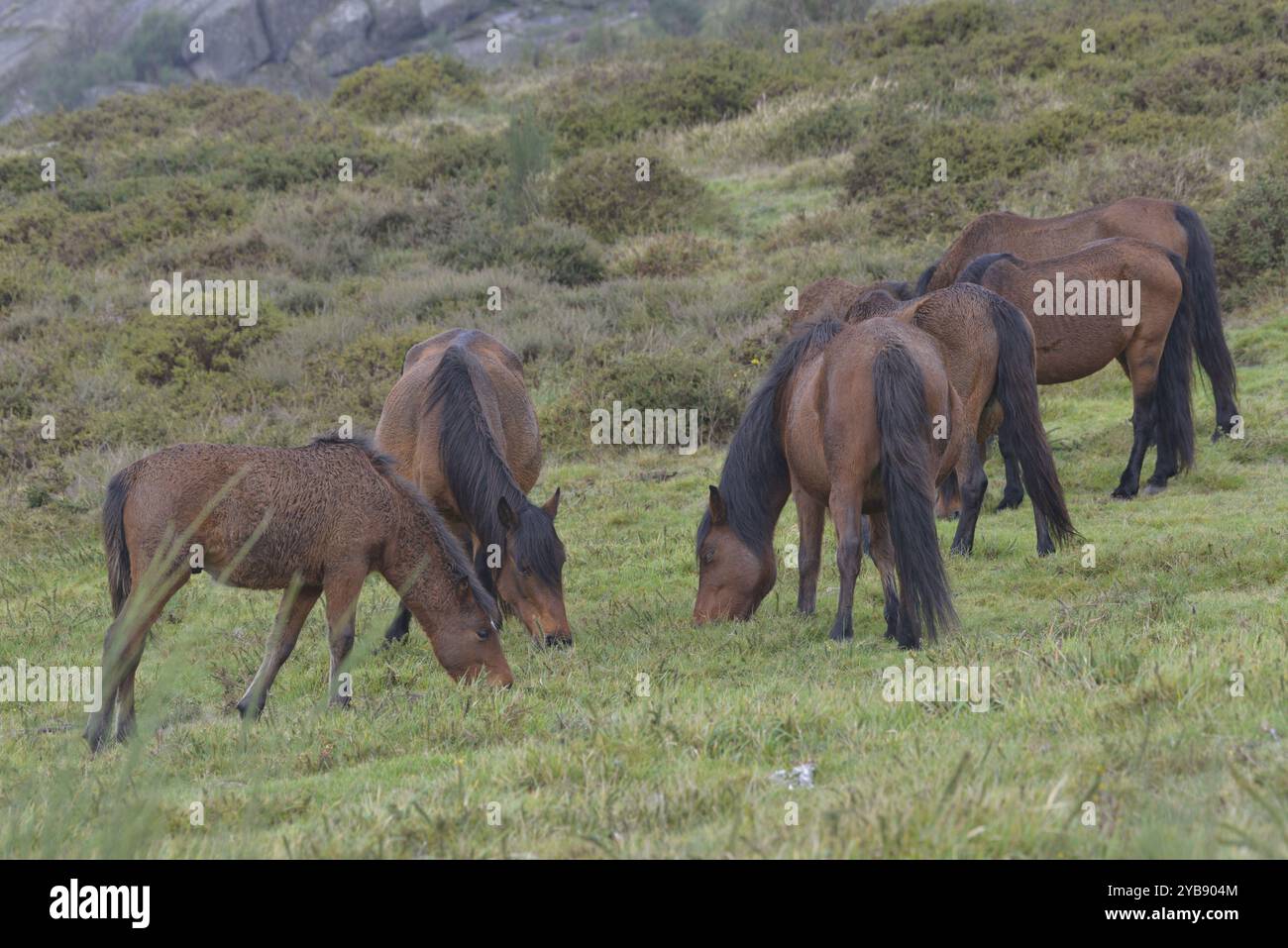 wild horses (Garrano) in north of Portugal Stock Photo - Alamy