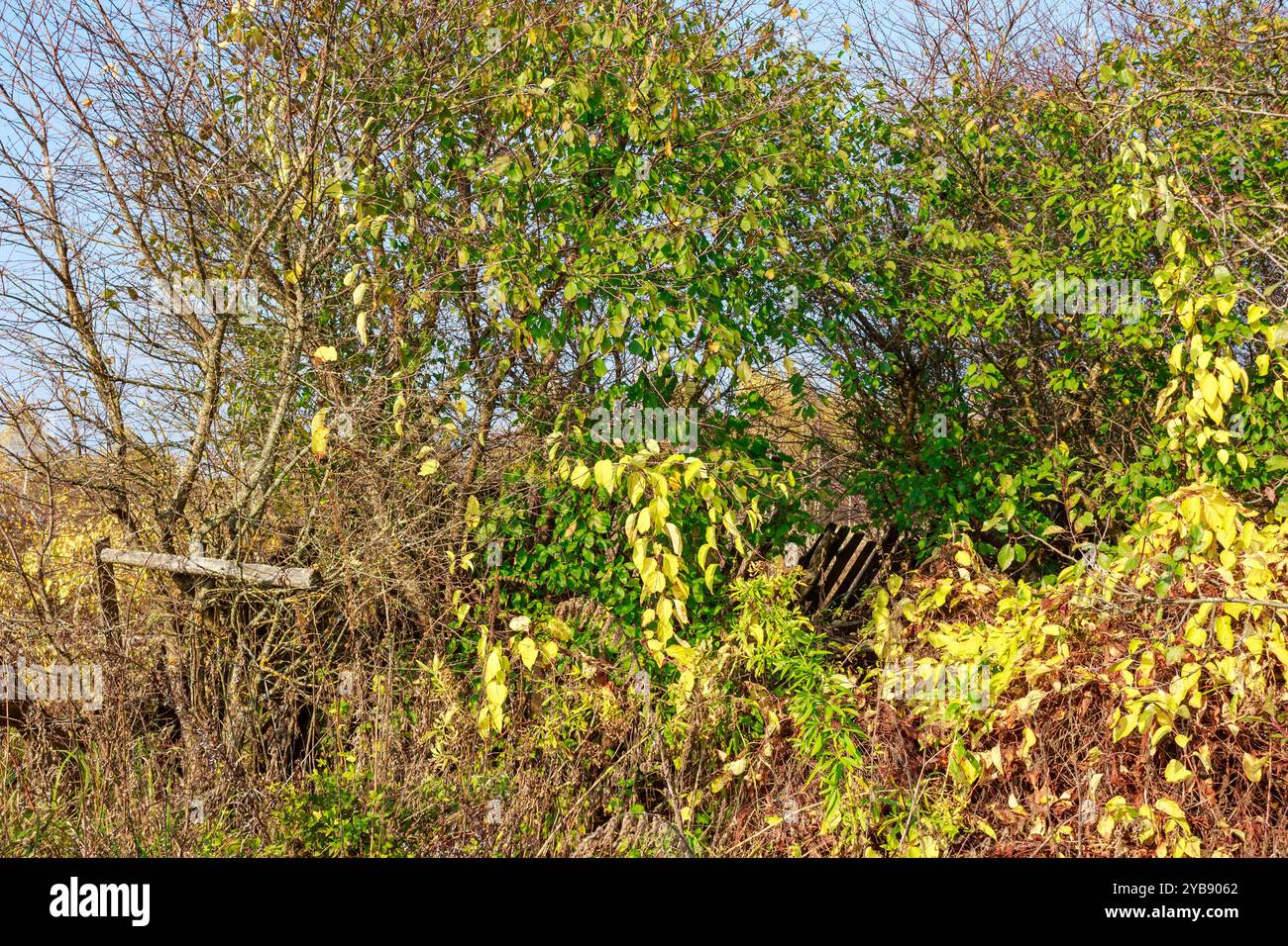 A heavily overgrown garden plot with trees and bushes and the remains ...