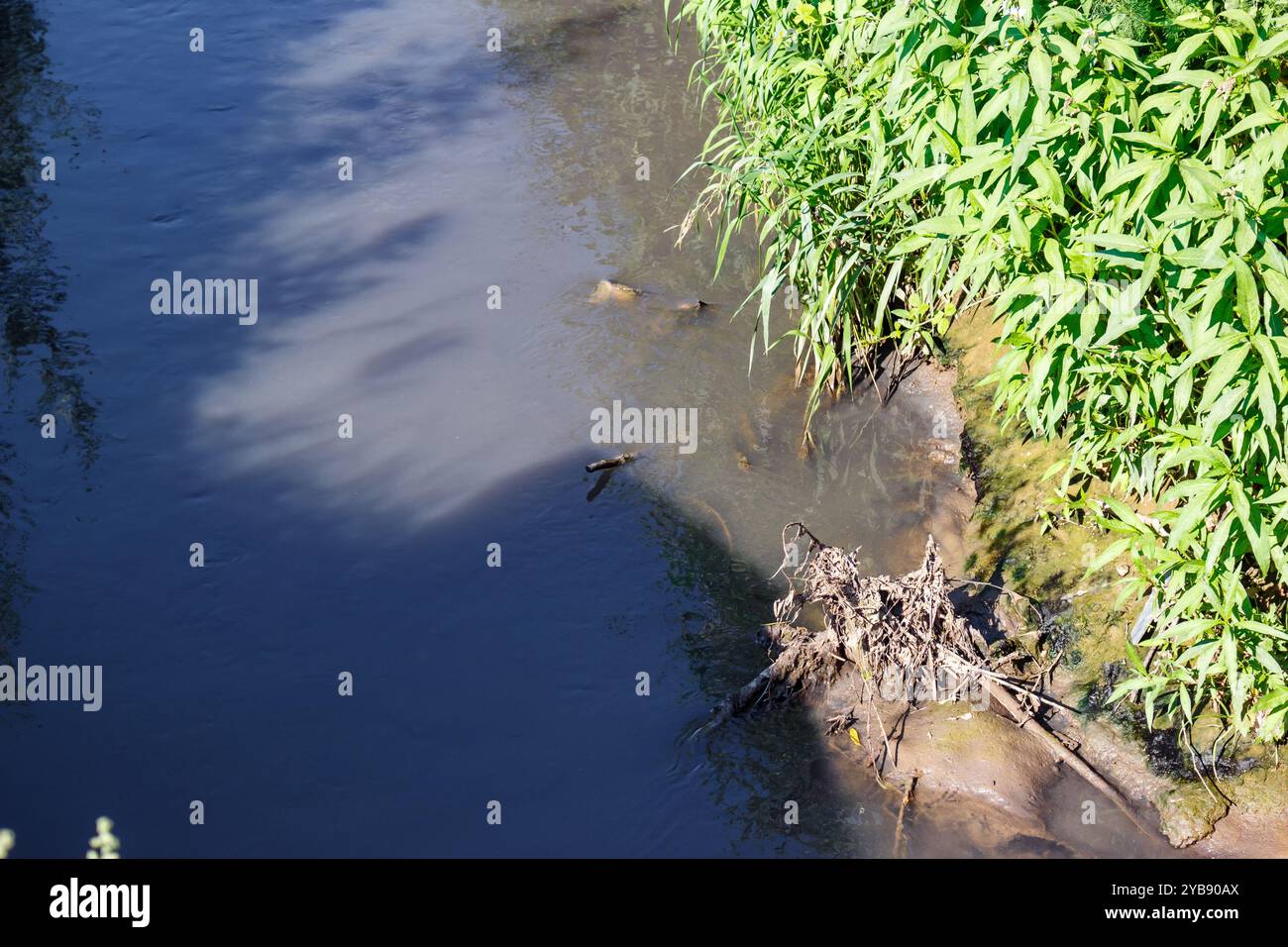 Dirty cloudy water in a stream due to sewage discharge Stock Photo - Alamy