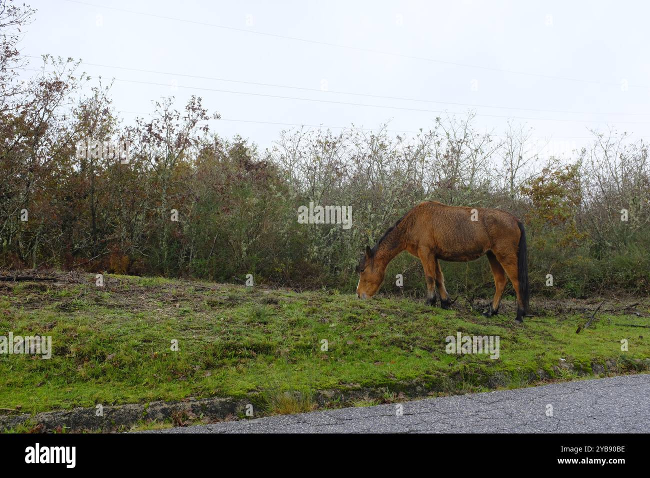 Garrano wild horse in Fafe, Portugal Stock Photo - Alamy