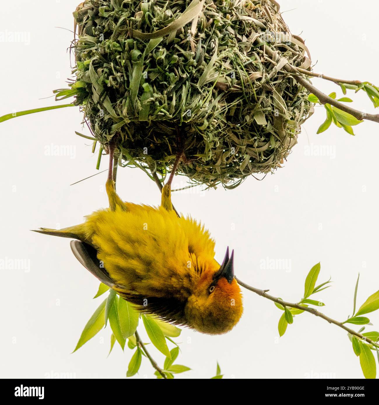 A perched adult male cape weaver bird building its nest at Botlierskop ...