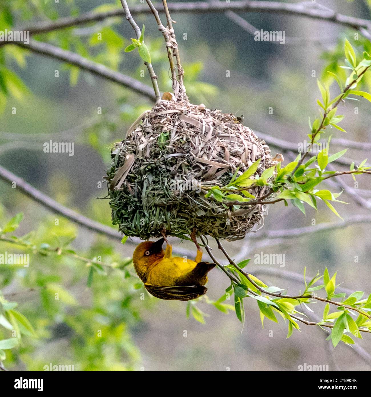 A perched adult male cape weaver bird building its nest at Botlierskop ...