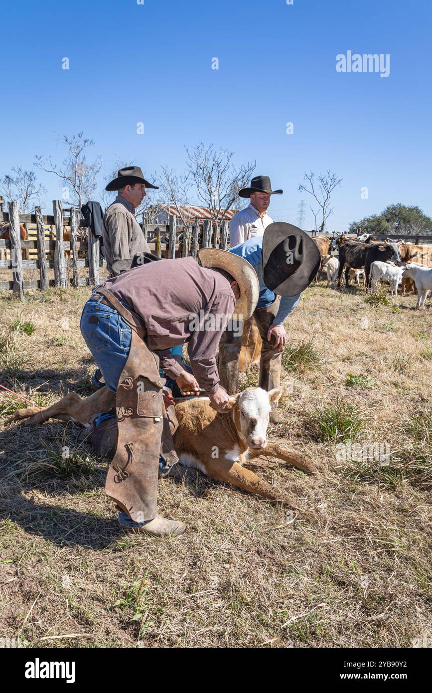 Yoakum, Texas, United States. March 15, 2024. Cowboys working with ...