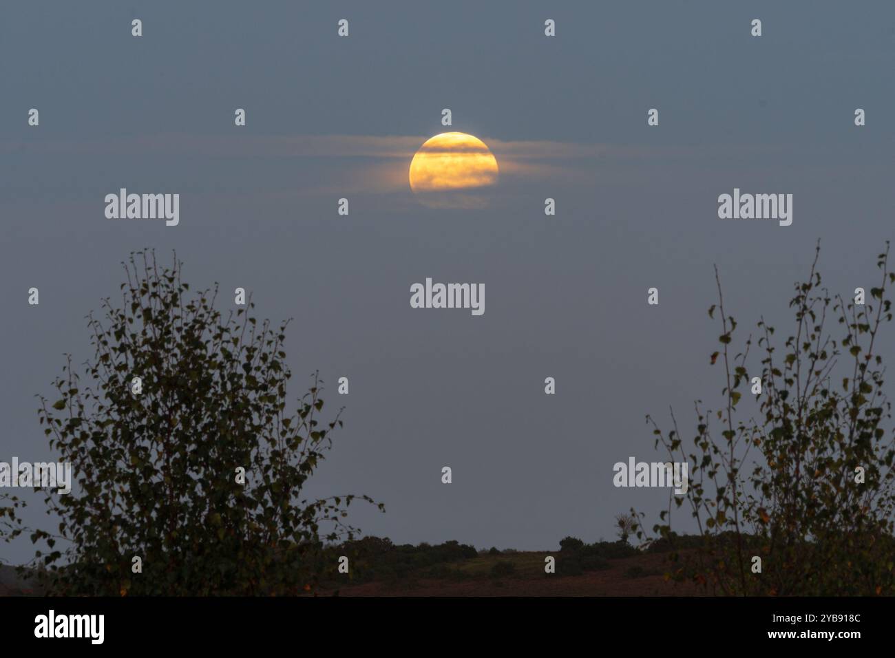 Godshill, New Forest, Hampshire, England, UK, 17th October 2024. Hunter ...