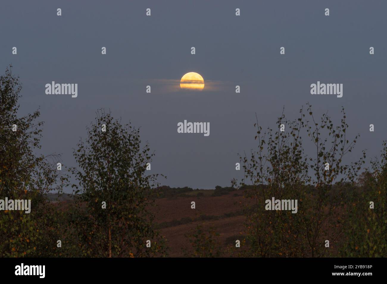 Godshill, New Forest, Hampshire, England, UK, 17th October 2024. Hunter ...