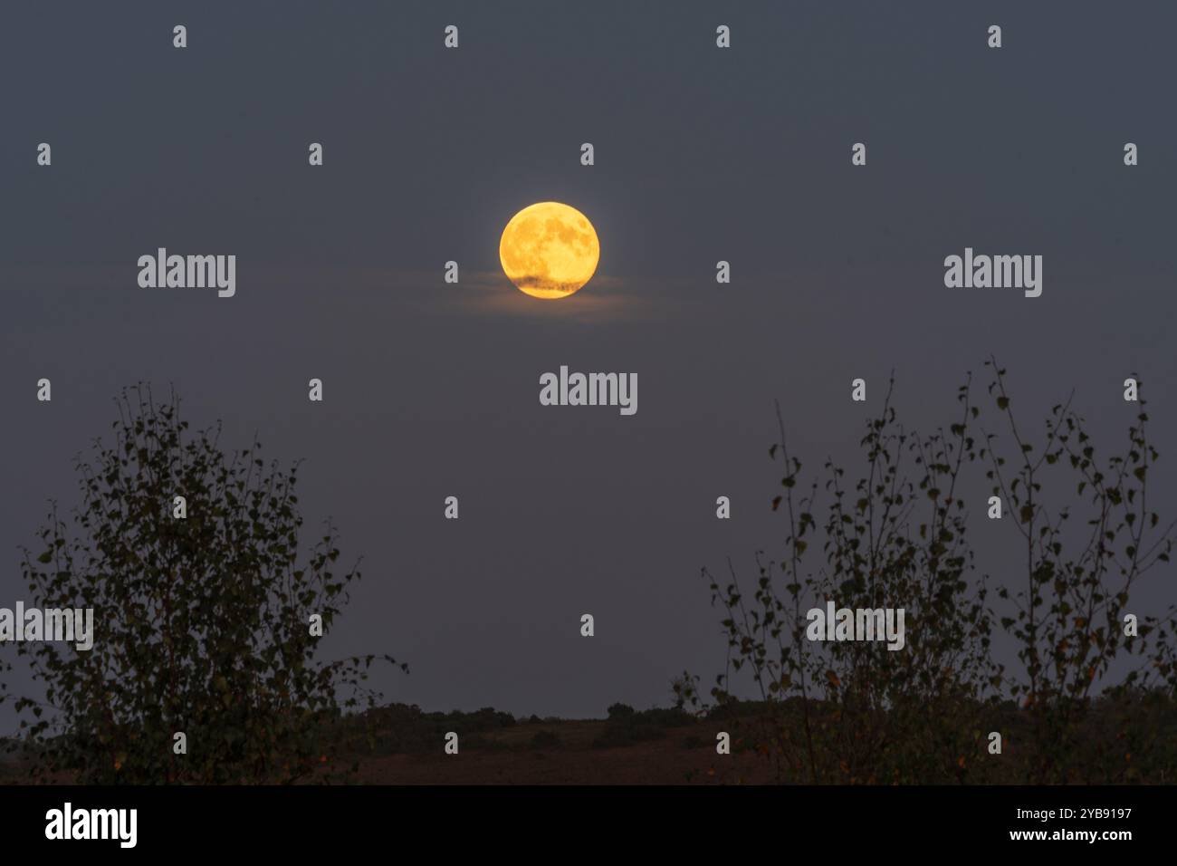 Godshill, New Forest, Hampshire, England, UK, 17th October 2024. Hunter ...