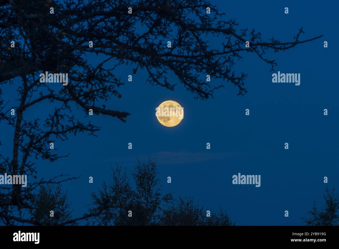 Godshill, New Forest, Hampshire, England, UK, 17th October 2024. Hunter ...