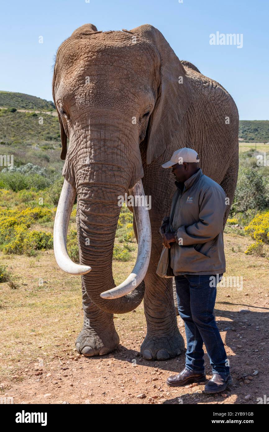 A ranger employee standing with an elephant at the Indalu Game Reserve ...