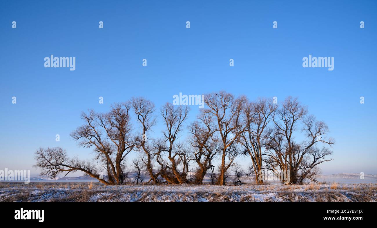 Cottonwood trees along the auto tour route in Lower Klamath National ...