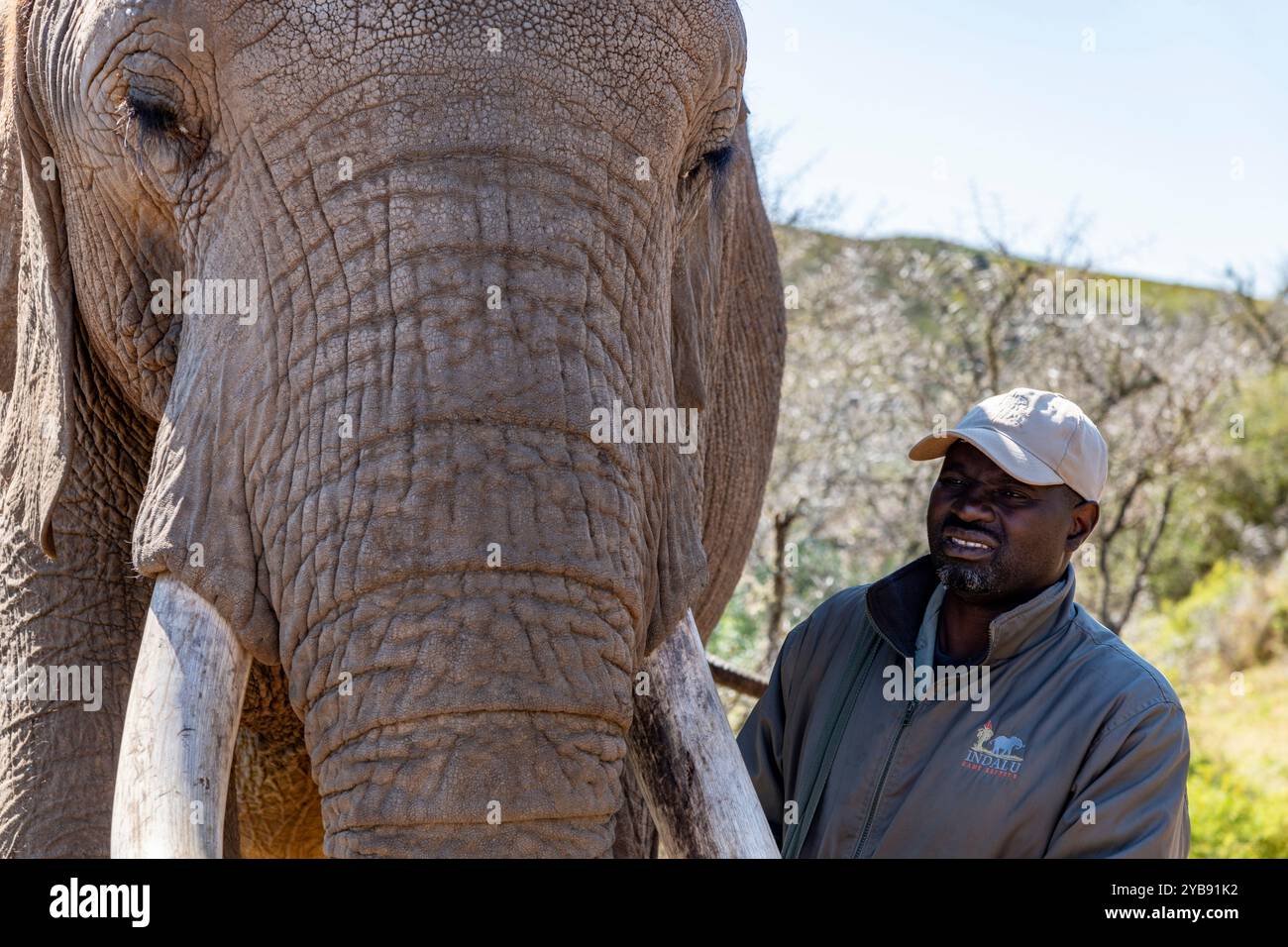 A ranger employee standing with an elephant at the Indalu Game Reserve ...