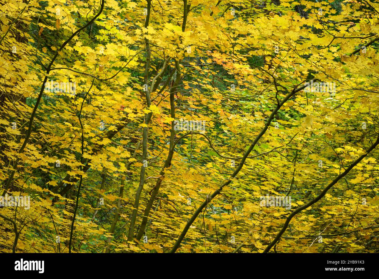 Vine maple in fall color; Cascade Mountains of Oregon Stock Photo - Alamy