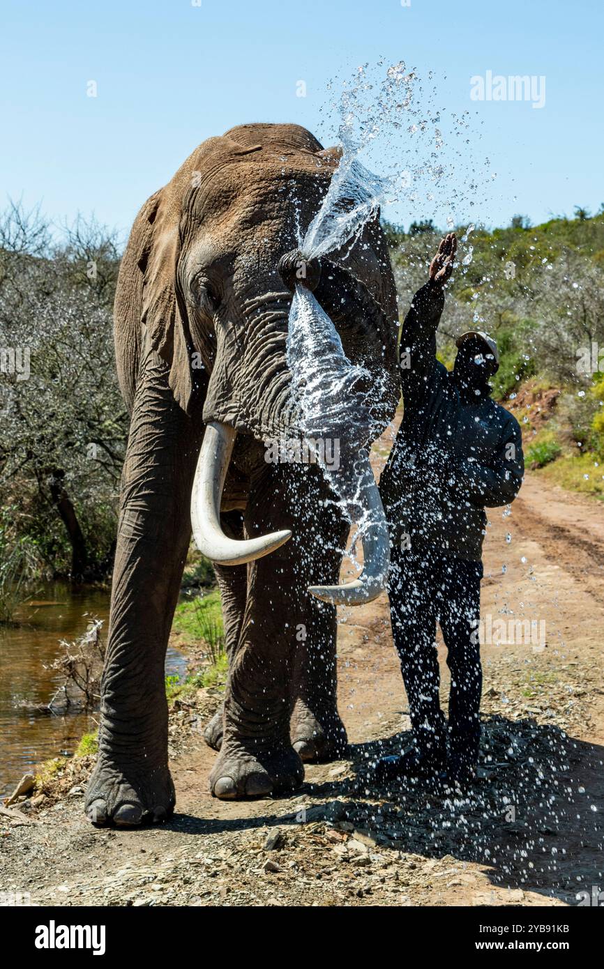 An elephant spraying water with its trunk at the Indalu Game Reserve in ...