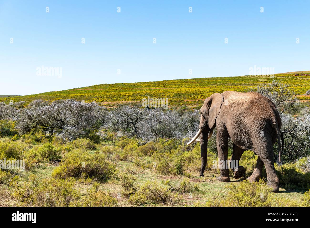 A single solitary elephant walking away at the Indalu Game Reserve in ...