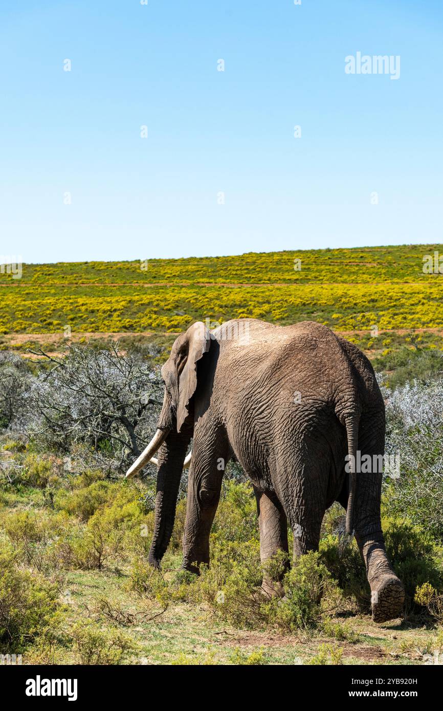 A single solitary elephant walking away at the Indalu Game Reserve in ...