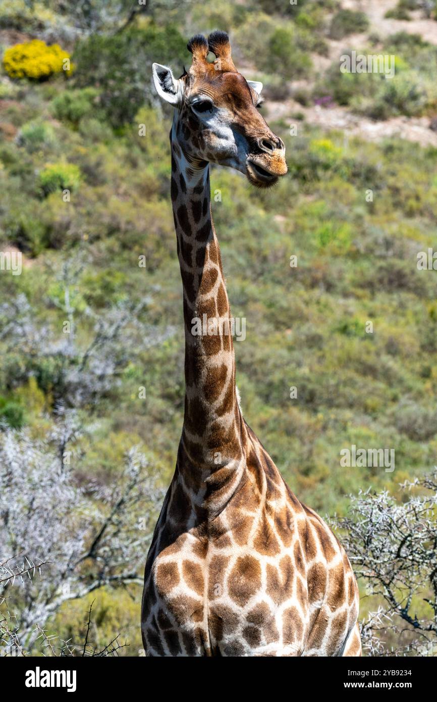 The head and long neck of a giraffe at the Indalu Game Reserve in ...