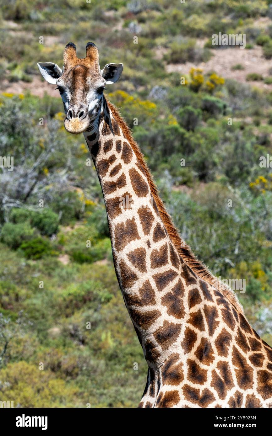 The head and long neck of a giraffe at the Indalu Game Reserve in ...