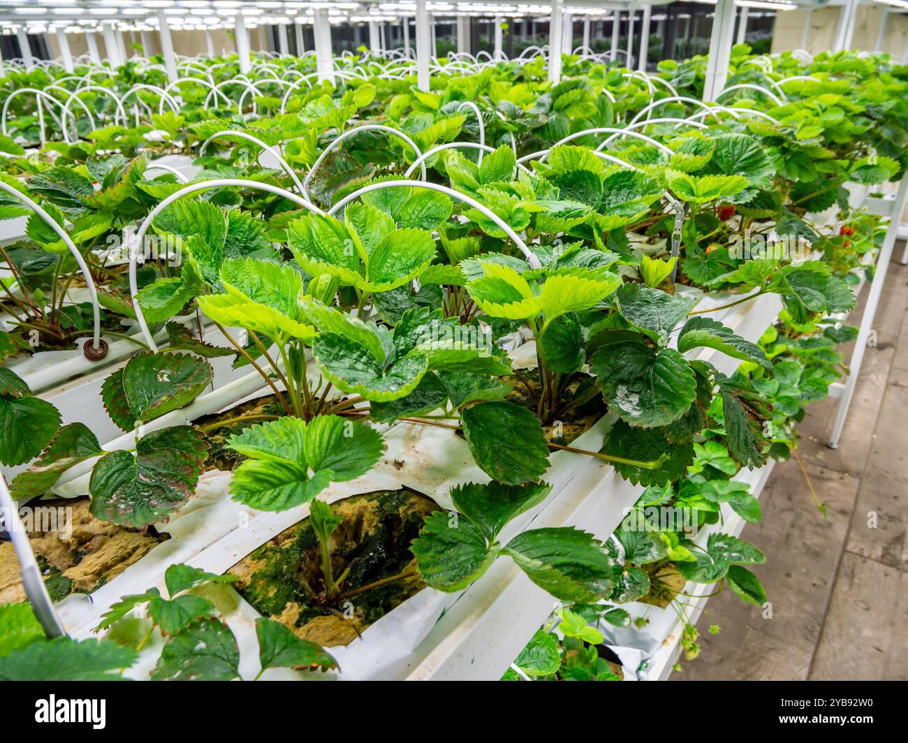Mini-farm for growing strawberries indoors in artificial substrate ...