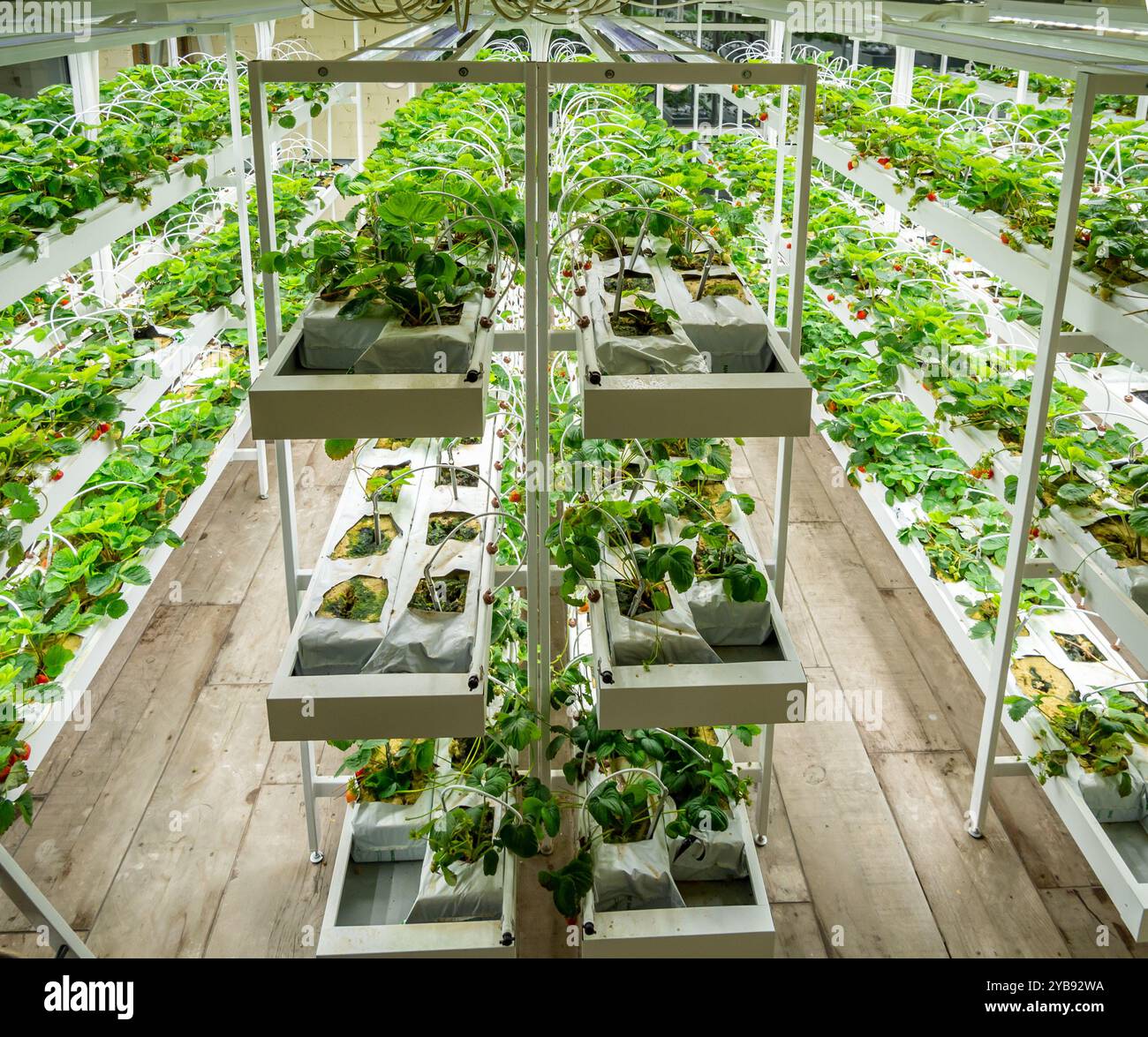 Racks of strawberries grown indoors using drip irrigation Stock Photo ...