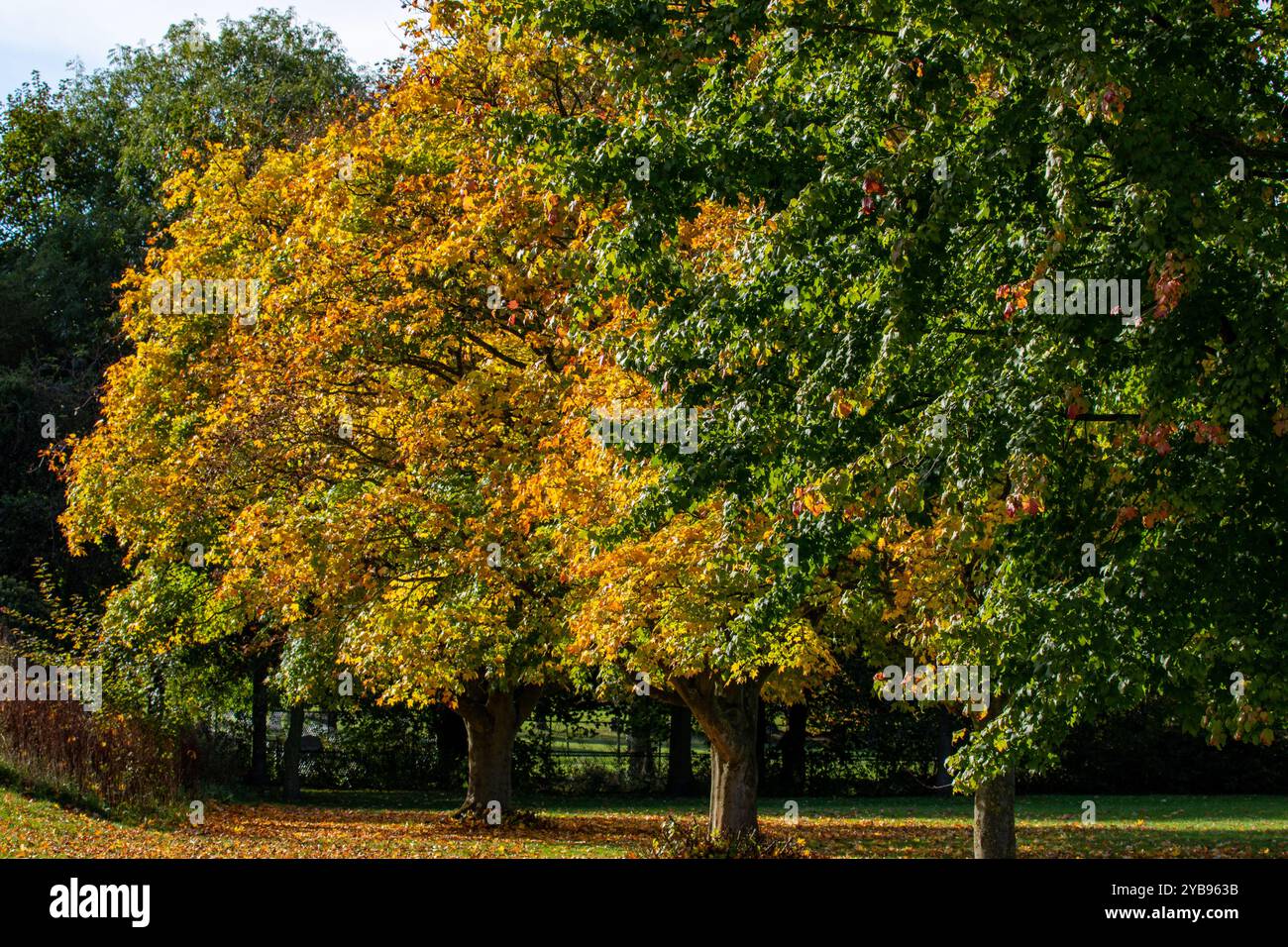 Foreground showcases trees hi-res stock photography and images - Alamy
