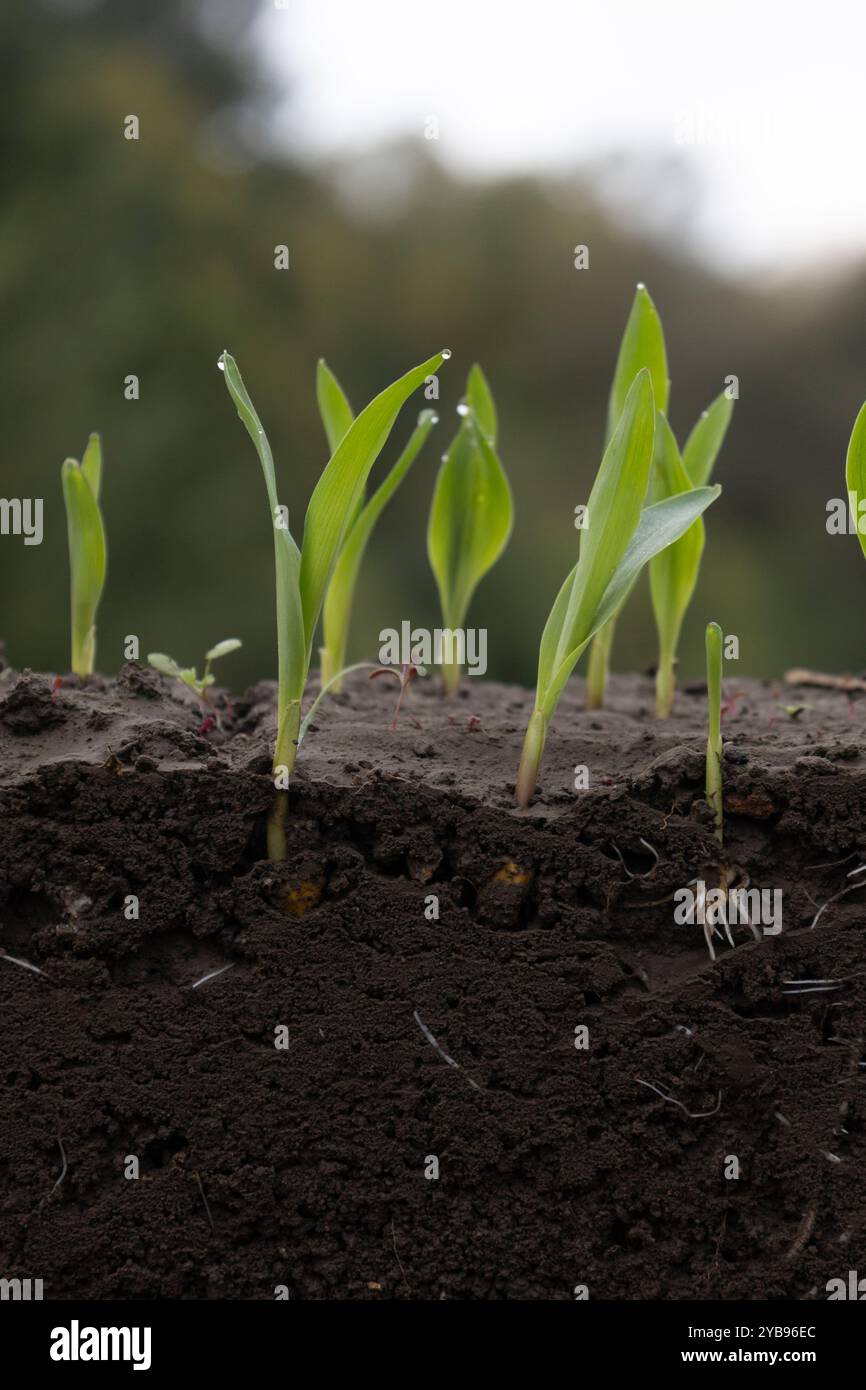 young corn plants in soil with roots Stock Photo - Alamy