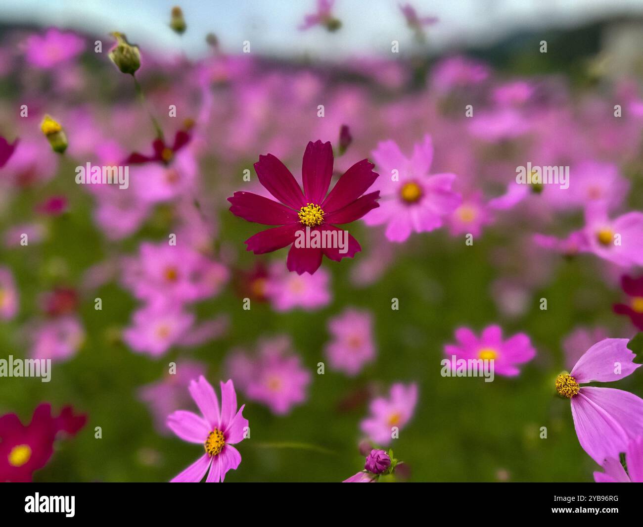 Image of cosmos flowers in full bloom Stock Photo - Alamy