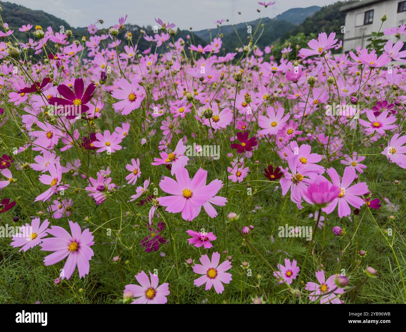 Image of cosmos flowers in full bloom Stock Photo - Alamy