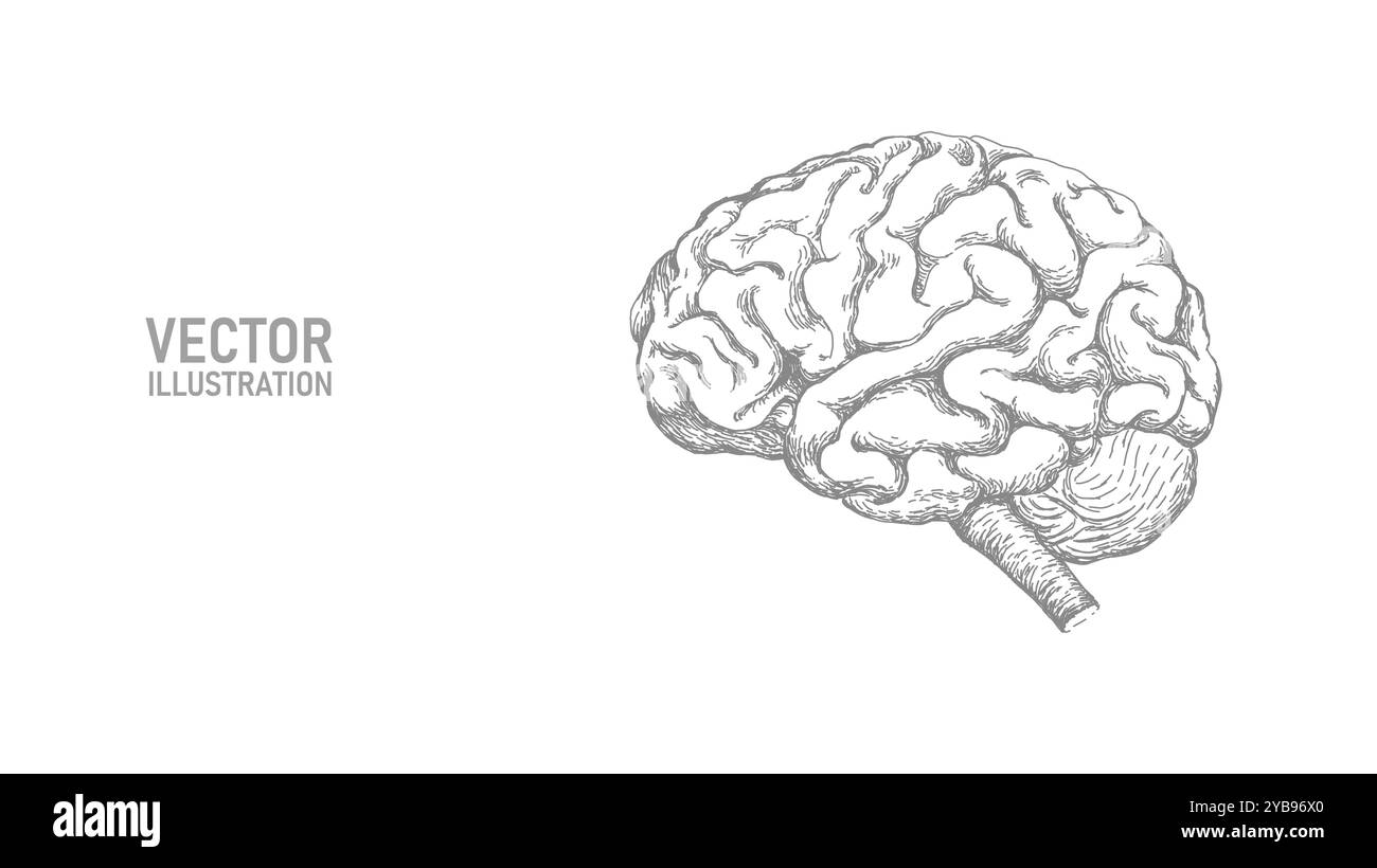 Anatomical human brain line drawing. Coaching session problem solution ...
