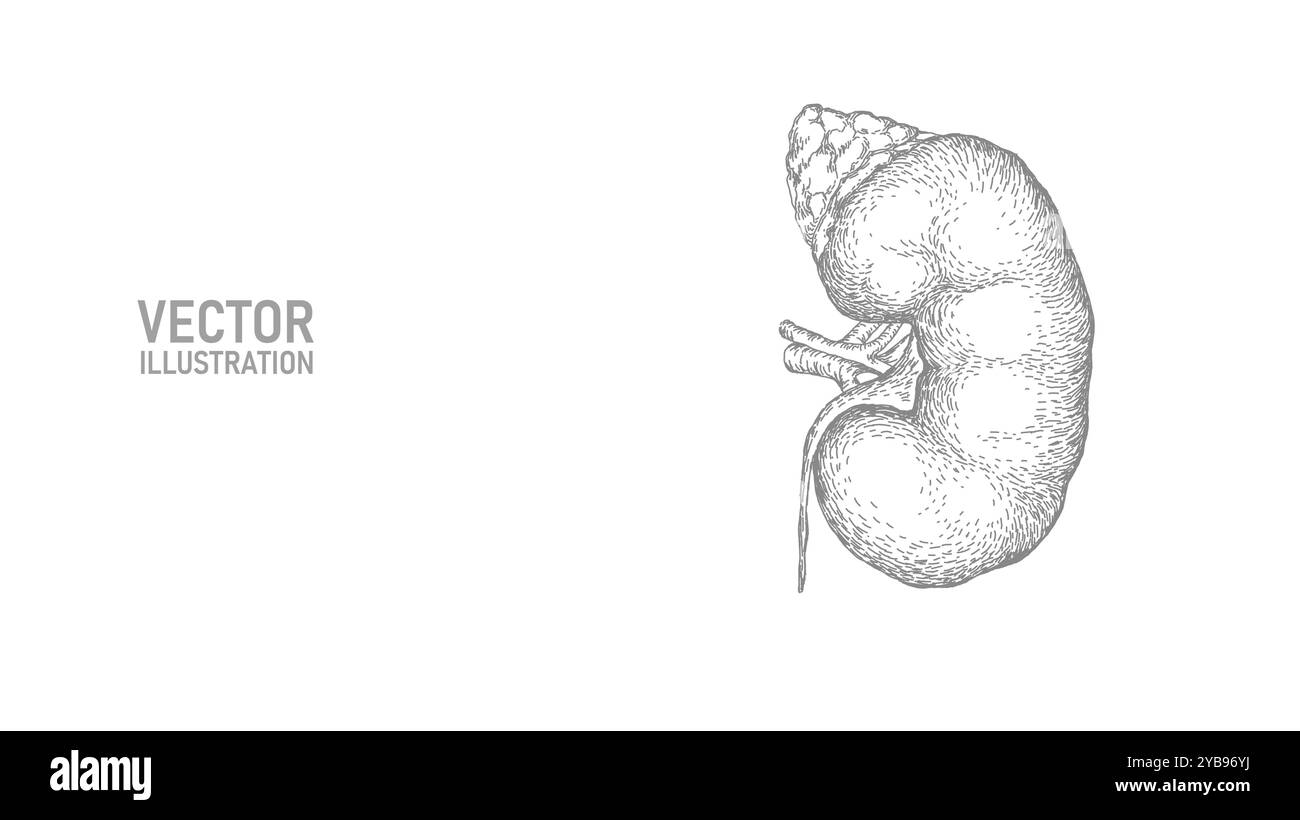 Healthy kidney internal organ ink drawing. Urology system medicine ...