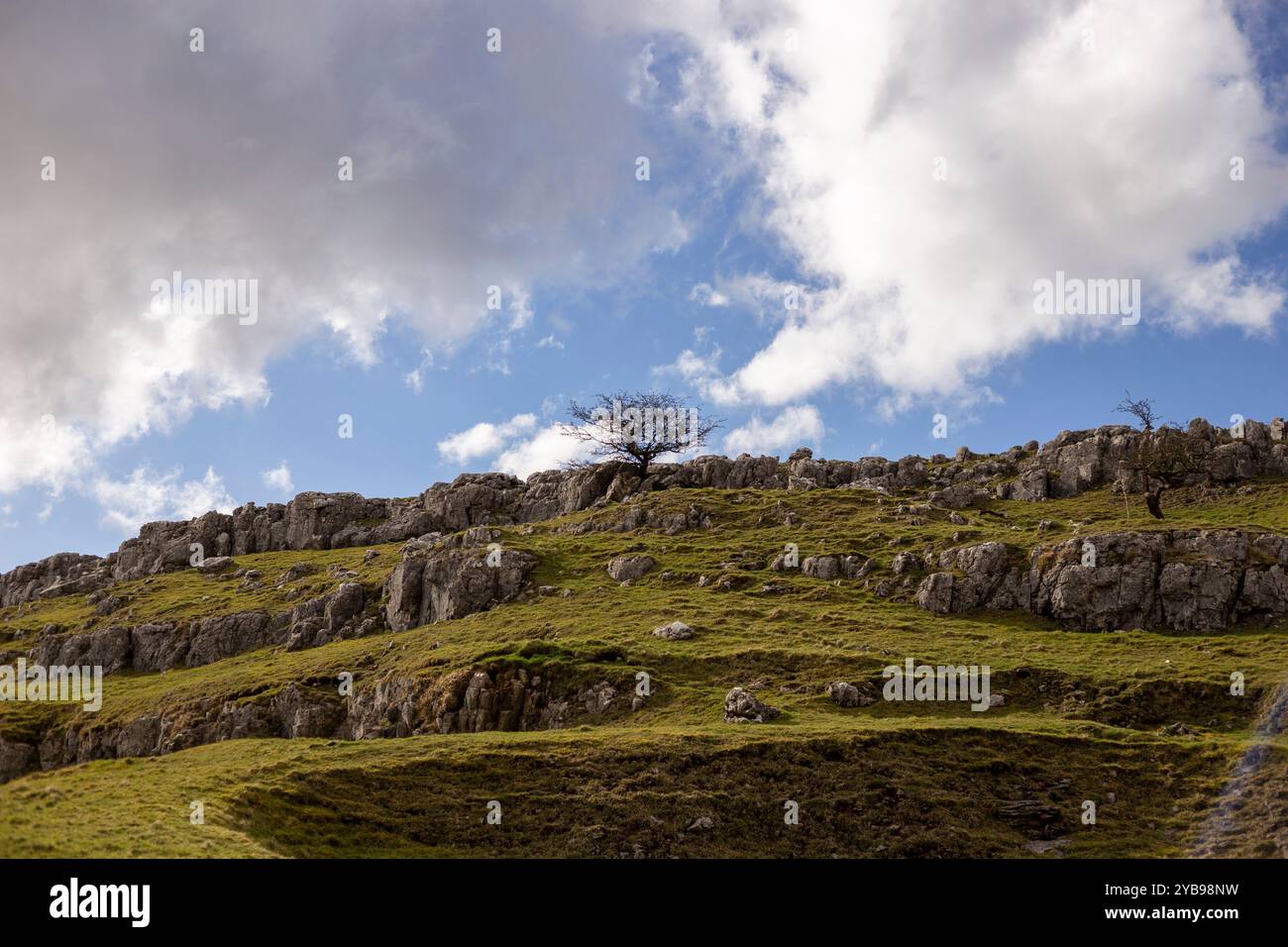 Lone tree in the Yorkshire Dales Stock Photo - Alamy