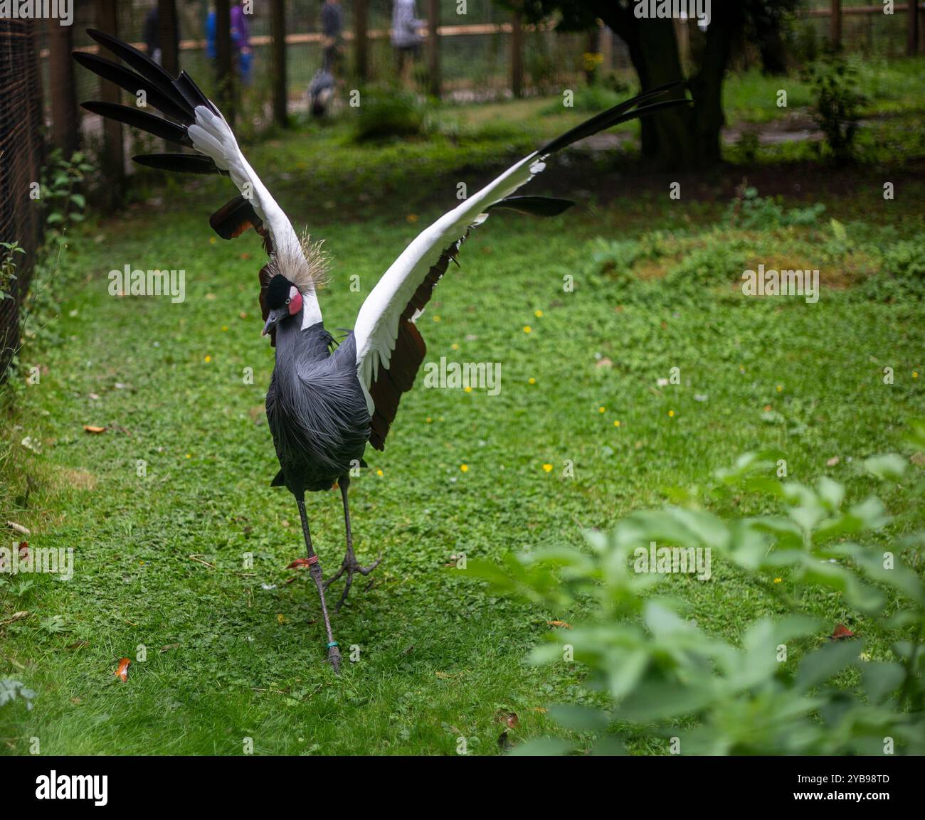 The grey crowned crane 'Balearica regulorum' , also known as the golden ...