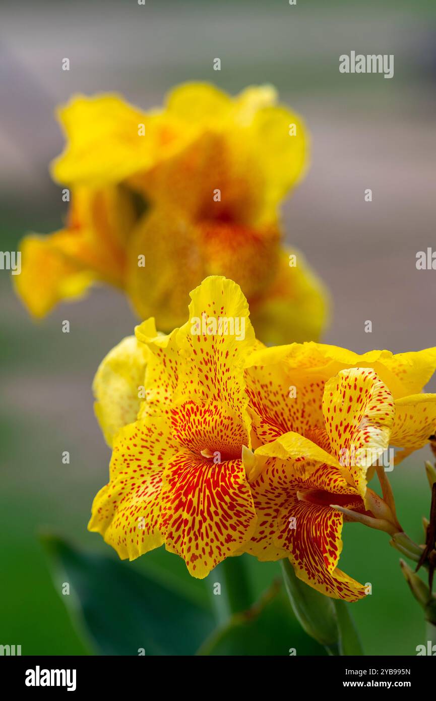 beautiful yellow and speckled Canna lily cleopatra growing on the ...