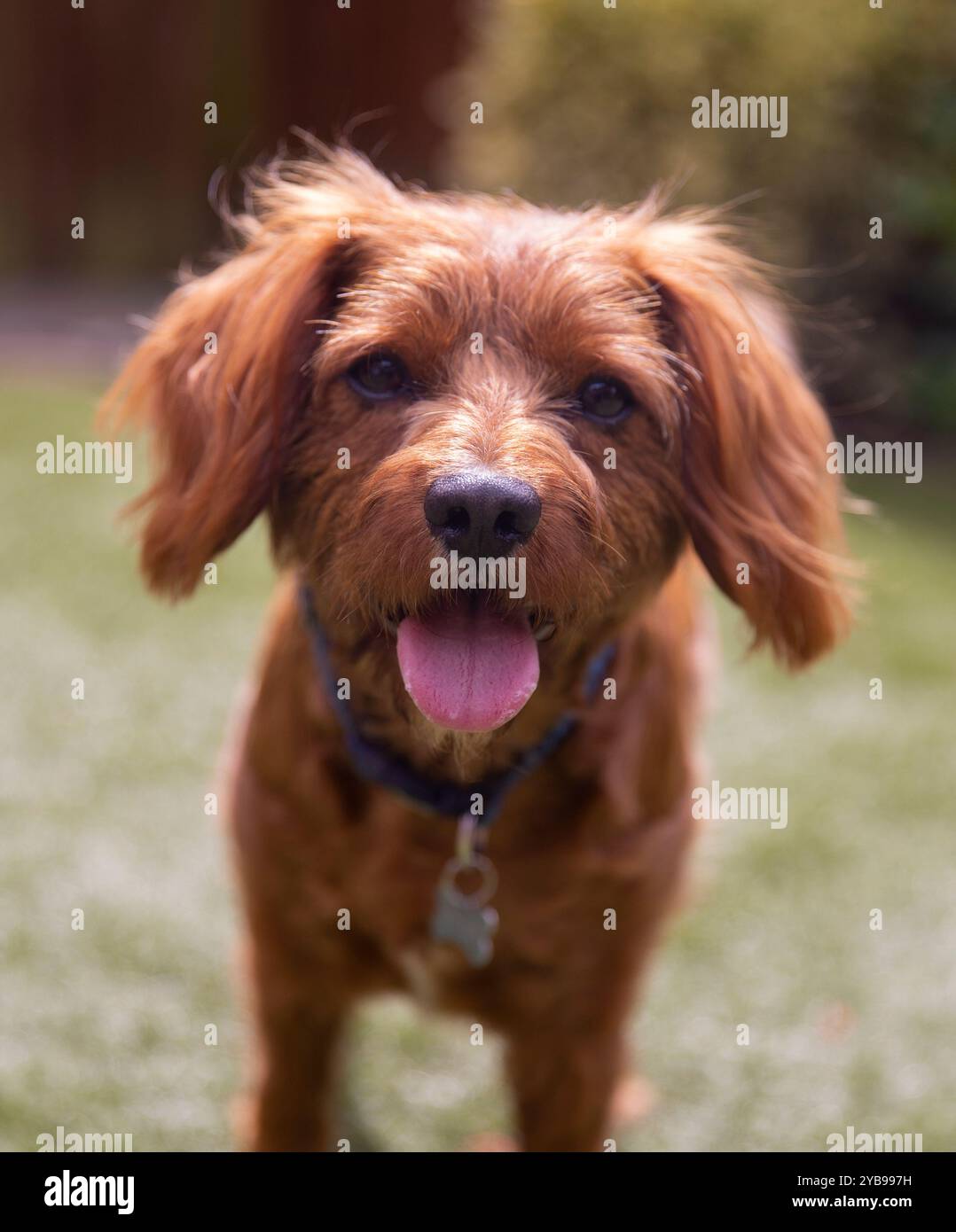 Cavapoo portrait - The Cavapoo or Cavoodle is a crossbreed of a ...