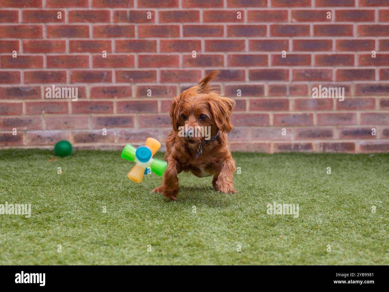 Cavapoo playing in garden - The Cavapoo or Cavoodle is a crossbreed of ...