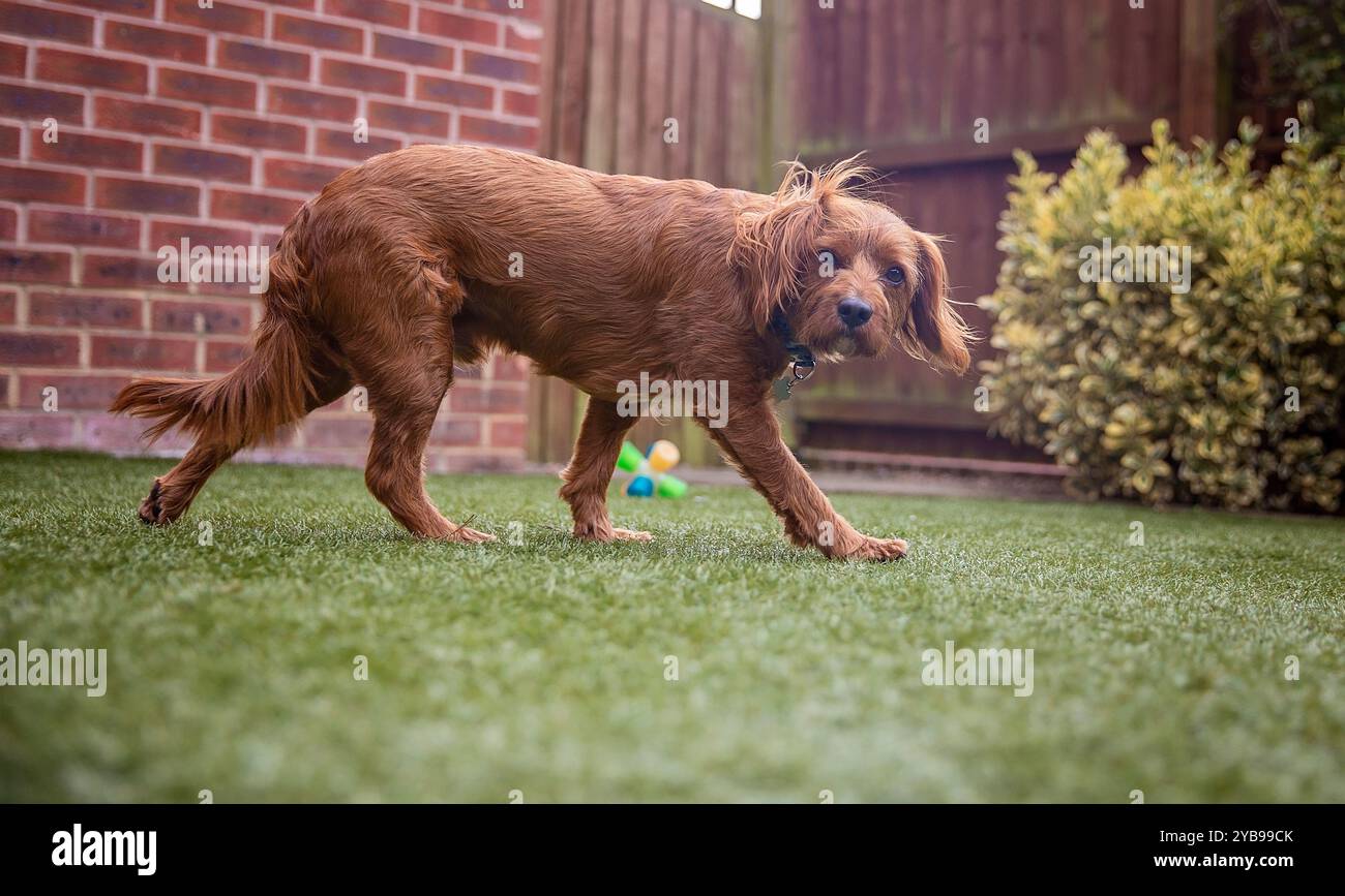 Cavapoo playing in garden - The Cavapoo or Cavoodle is a crossbreed of ...