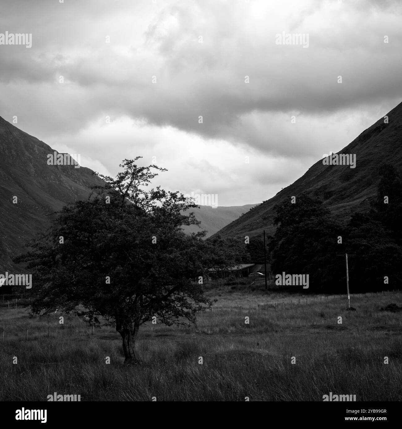Black and white of tree and mountain in Highland, Scotland Stock Photo ...