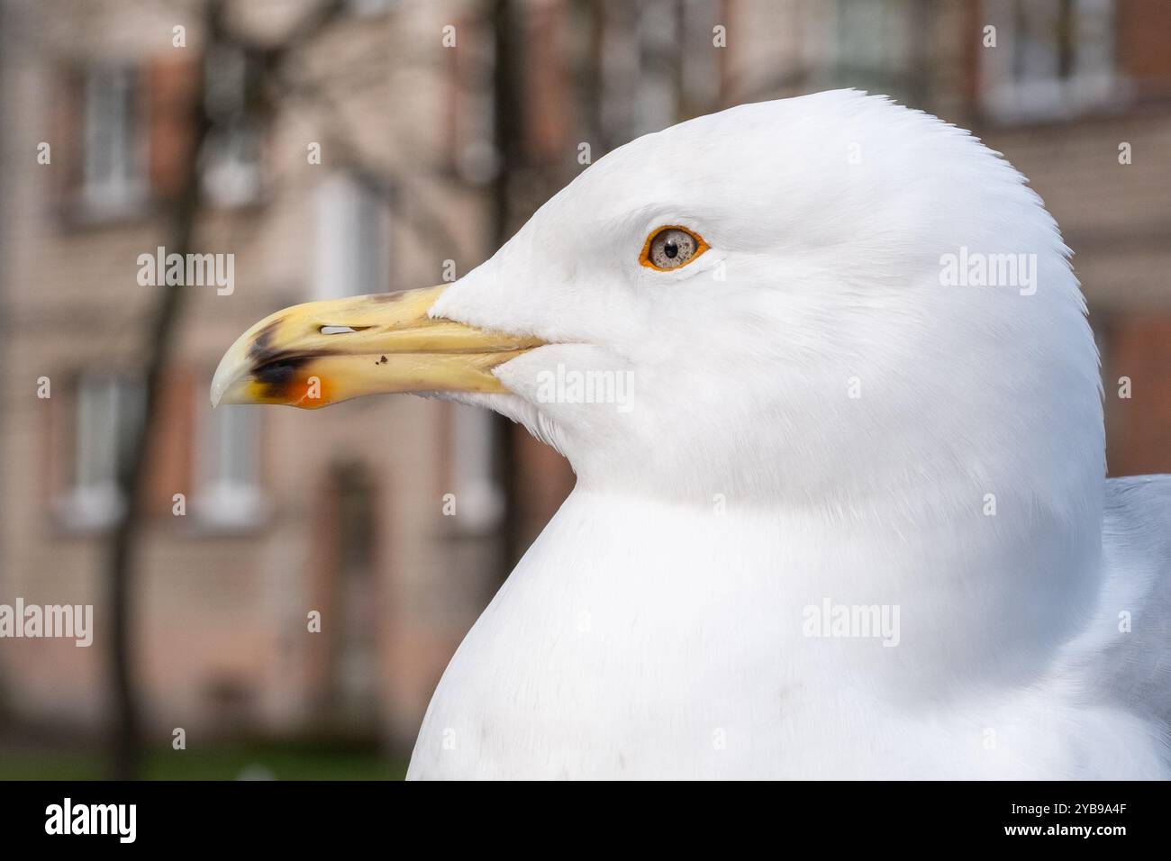 A seagull stands prominently with its white feathers glistening in the ...