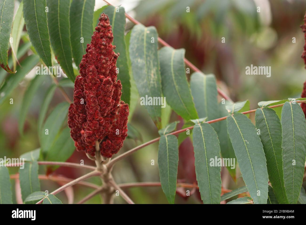 Fruit of the ailanthus. Ailanthus are large, fast-growing, deciduous ...