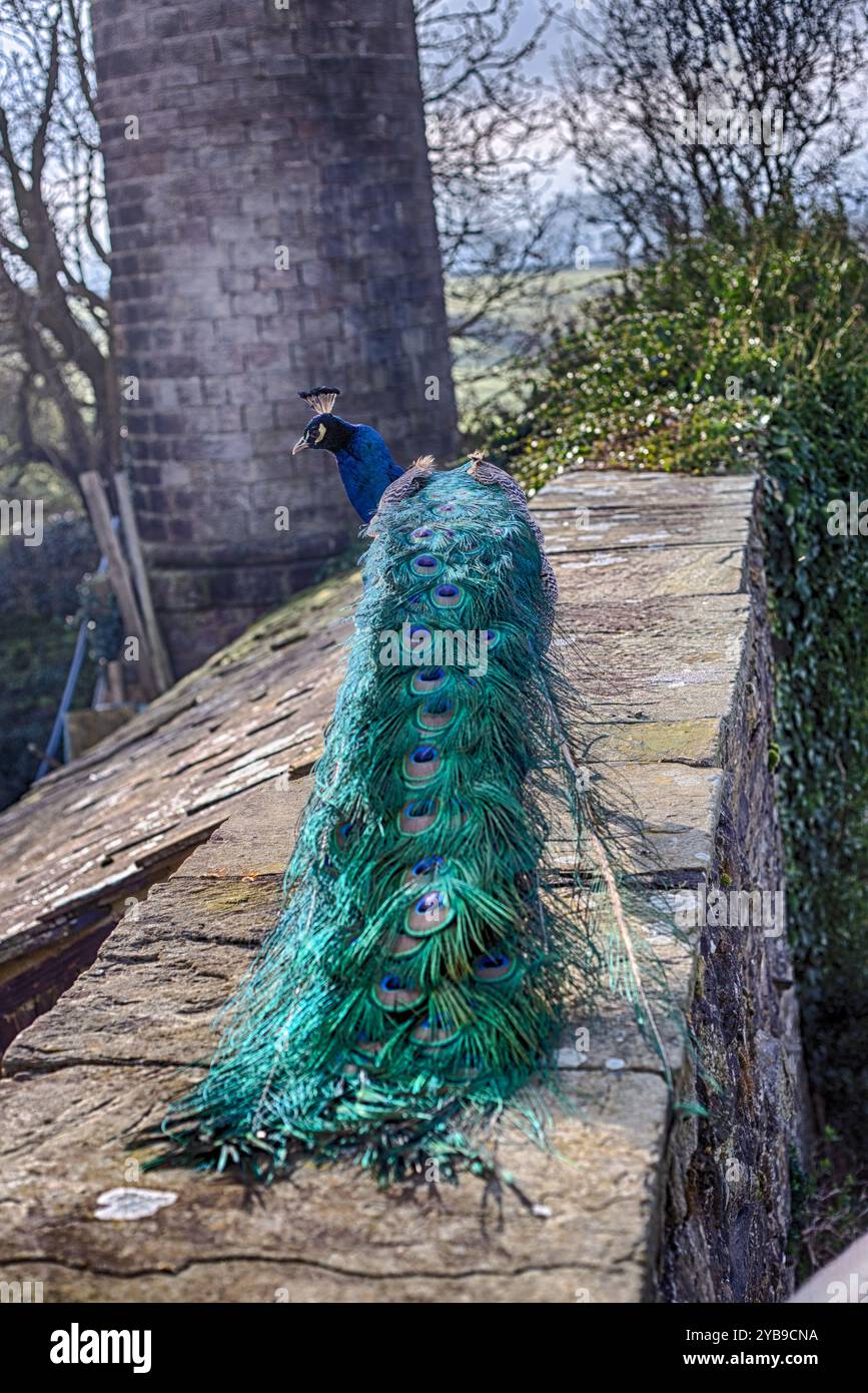 Indian Peafowl male,commonly known as a Peacock 'Pavo cristatus' in the ...